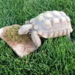 Tortoise Group – Tortoise Group
