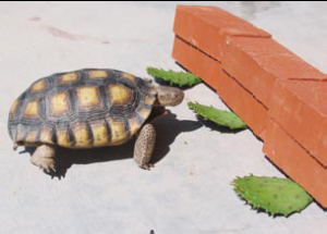 Planting Prickly Pear Pads for Tortoises
