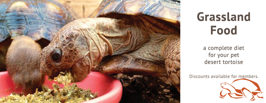 Tortoise Group – Tortoise Group