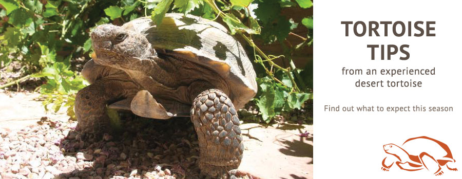 Tortoise Group – Tortoise Group