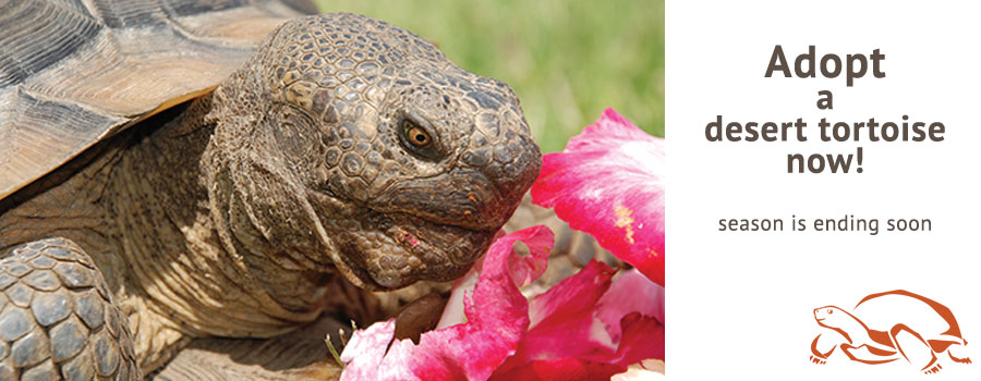 Tortoise Group – Tortoise Group